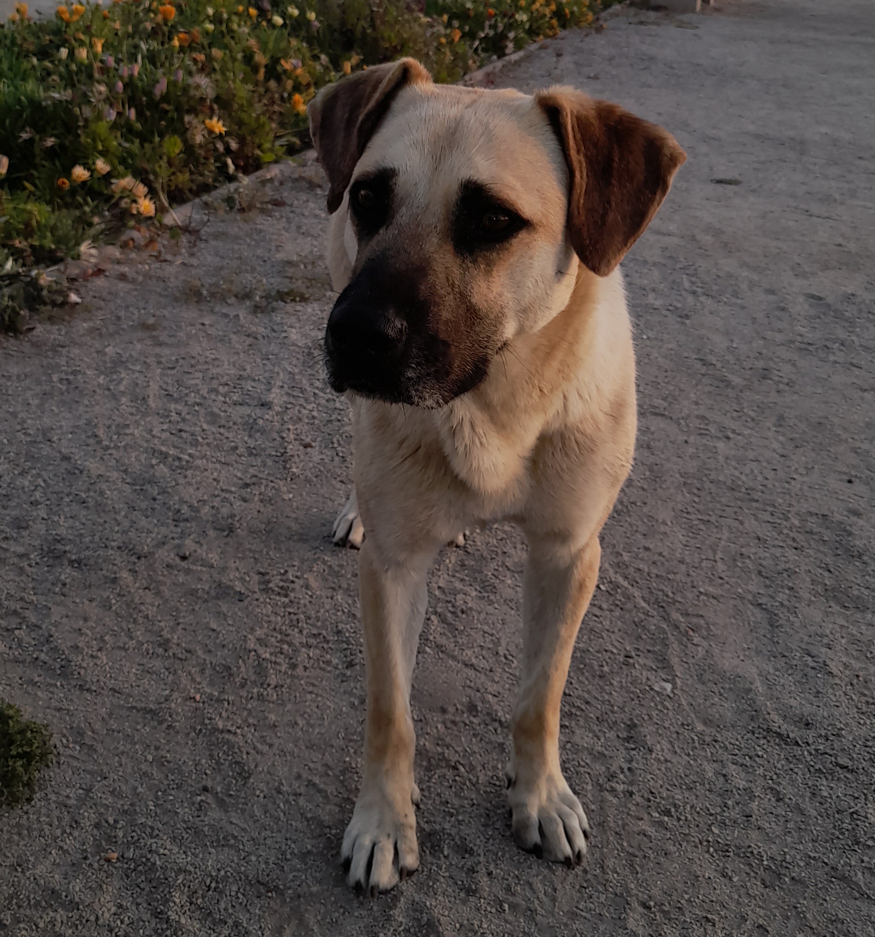 Chipop: Perro en adopción en Chile – PetMatch