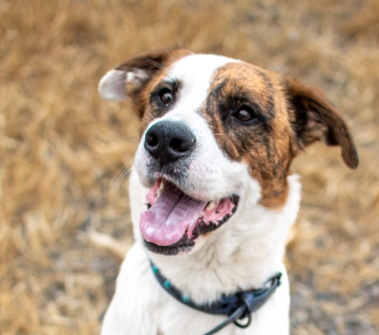 Vasco: Perro en adopción en Chile – PetMatch