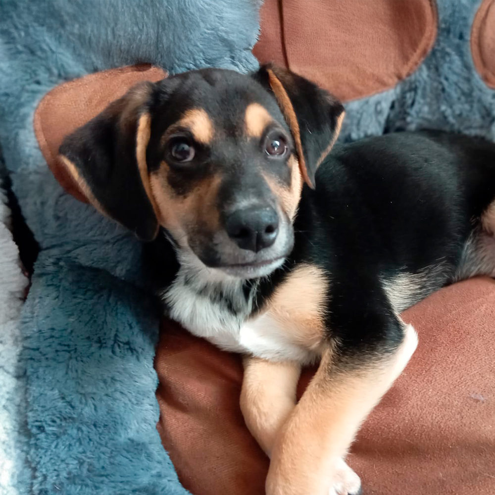 Adopta a Pepe: Perro Mestizo cachorro en La Reina – PetMatch